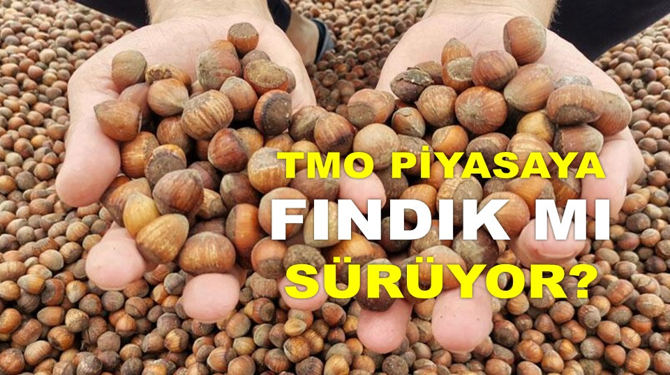 FINDIK ÜRETİCİSİ BU SORUNUN CEVABINI MERAK EDİYOR FINDIK ÜRETİCİSİ BU SORUNUN CEVABINI MERAK EDİYOR